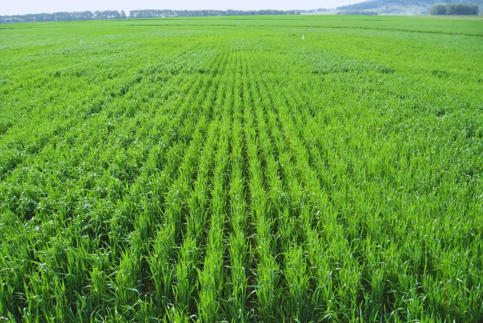 Un trigo mal nutrido pierde hasta 3.500 kilos por hectárea – La Voz del ...